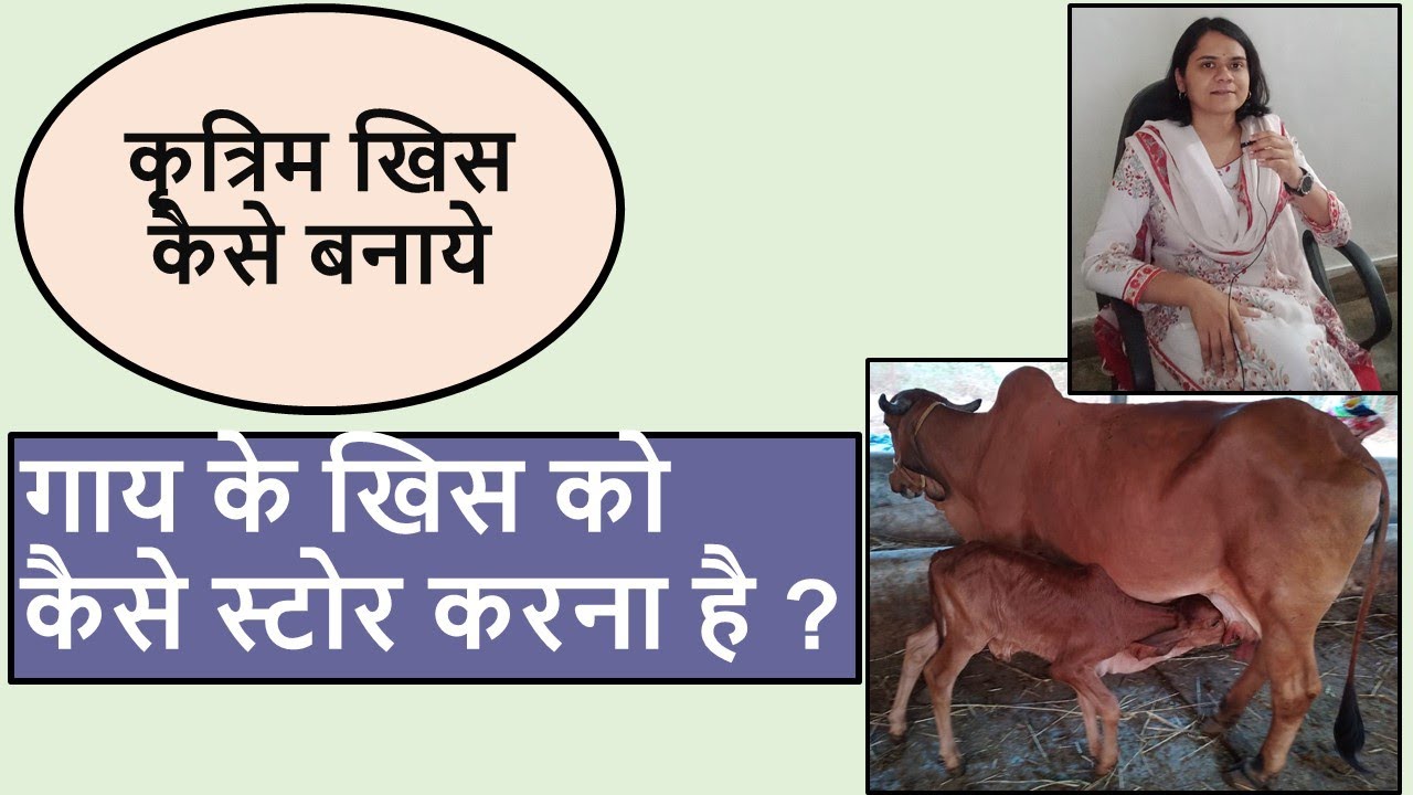 कृत्रिम खिस कैसे बनाये(How To Make Artificial Colostrum For Calf)गाय के ...