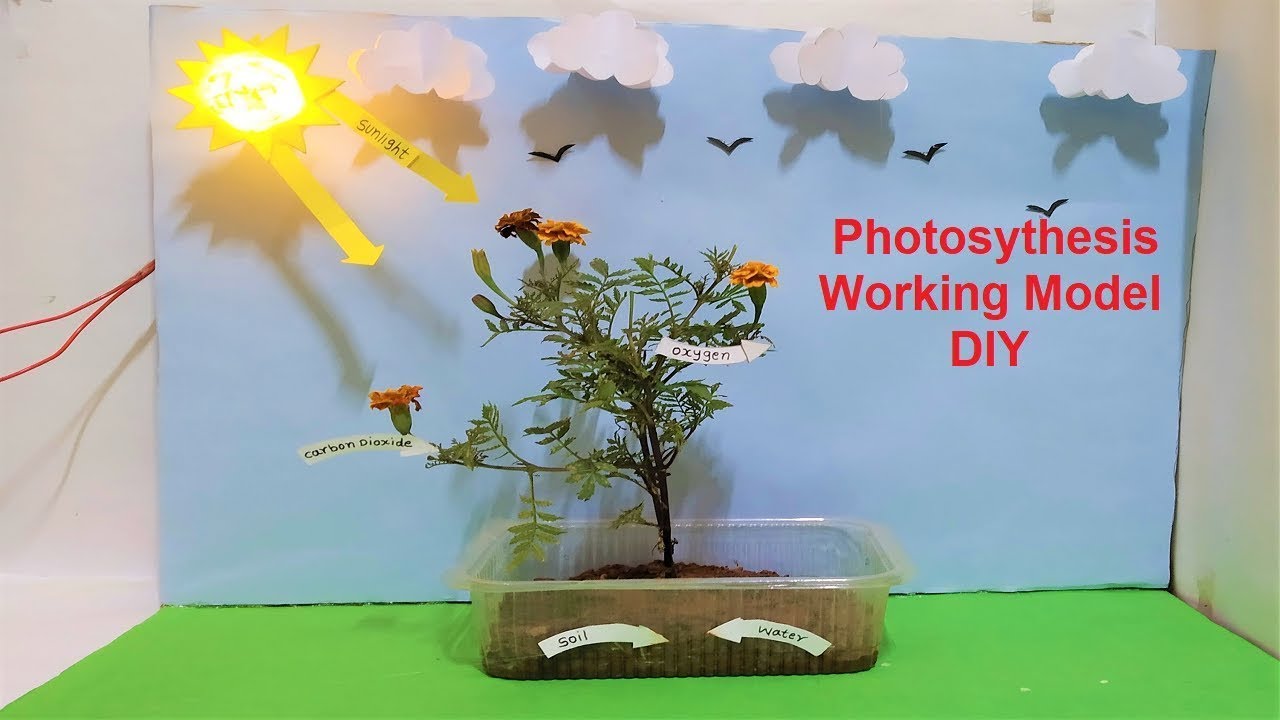Plants and photosynthesis working model - YouTube