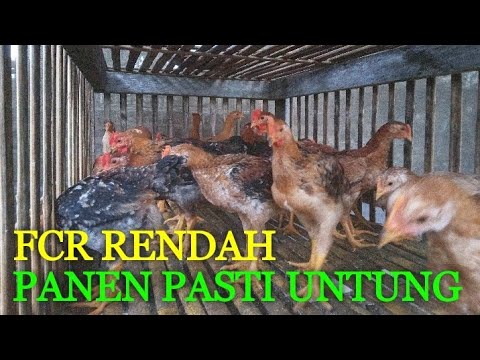 AYAM KAMPUNG MARDI USIA 6 MINGGU 💯 - YouTube