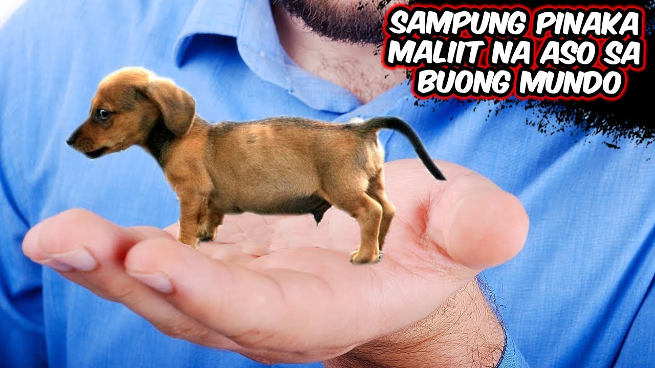SAMPUNG PINAKA MALIIT NA ASO SA BUONG MUNDO | Top 10 Smallest Dogs in ...