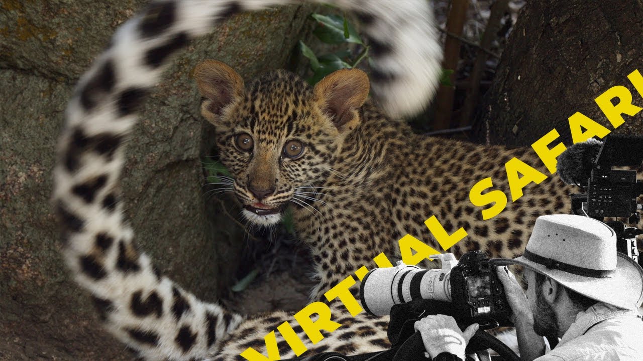 A Rainbow Led Us to This Secret Leopard Den- Virtual Safari #258 - YouTube