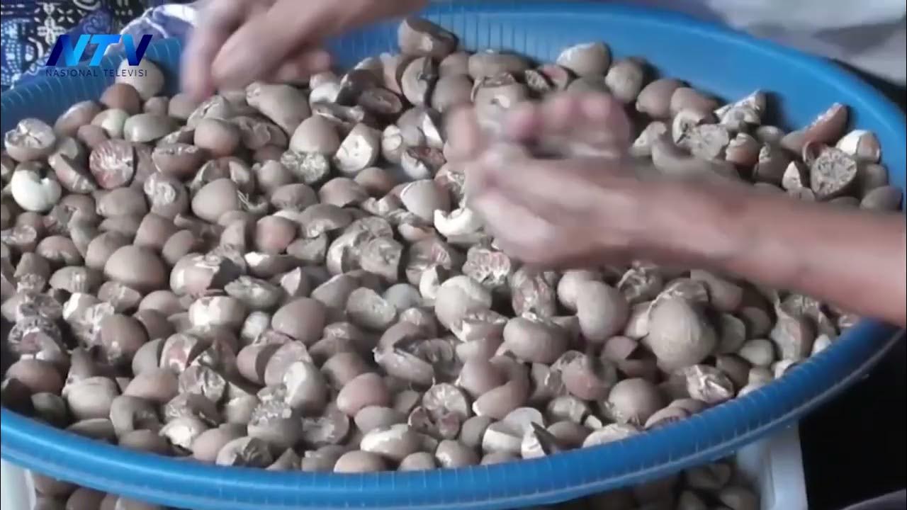 MENDAG ZULKIFLI HASAN LEPAS EKSPOR BIJI PINANG JAMBI KE LUAR NEGERI - YouTube