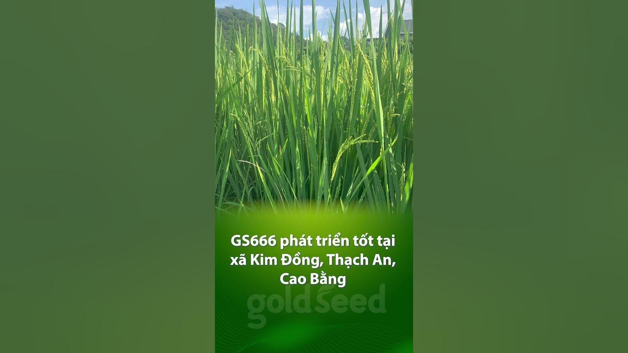 Sau cơn bão lịch sử - YAGI, lúa GS666 tại Cao Bằng vẫn phát triển mạnh mẽ #goldseed #gionglua ...