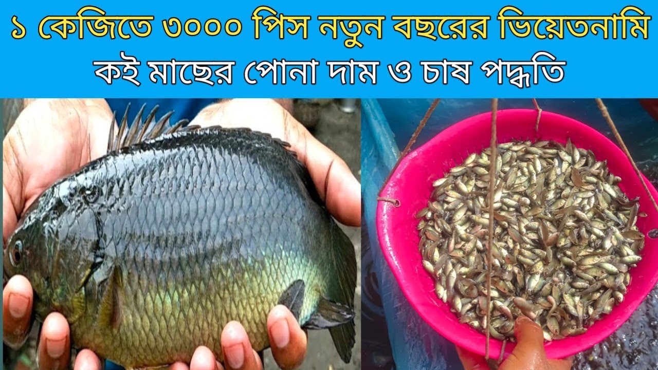 মাত্র ৩০০০ পিস কোজিতে নতুন বছরের ভিয়েতনামি কৈ মাছের পোনা। Vietnam mein ...