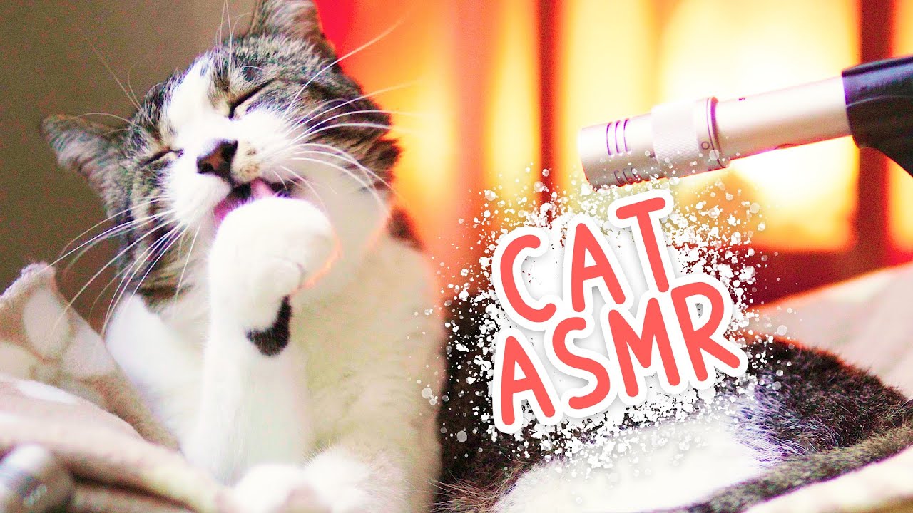 🎧 ASMR Cat Grooming #86 - YouTube