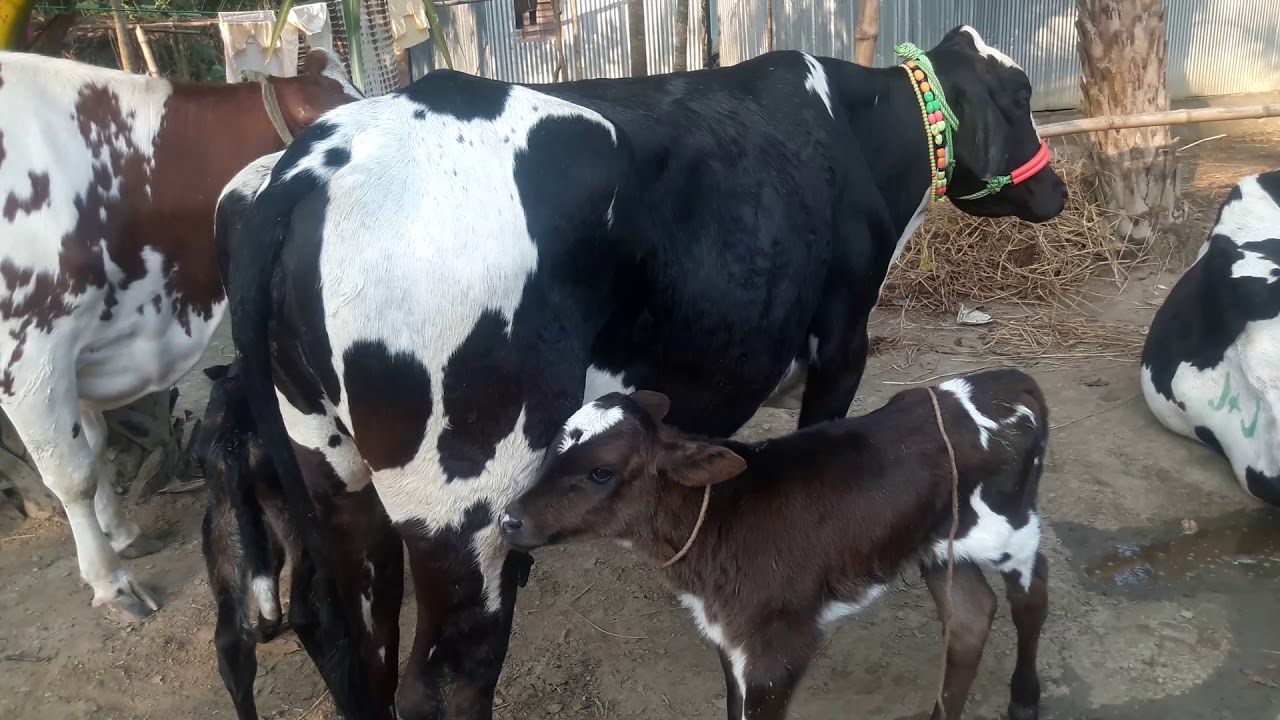 Mundi cow for sale || 01884-383400---01710-135019 - YouTube