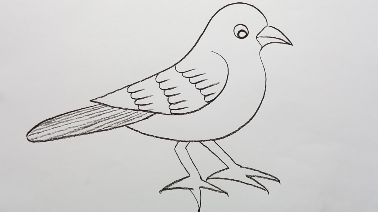 Sparrow drawing tutorial!! pencil drawing!! how to draw sparrow easy ...