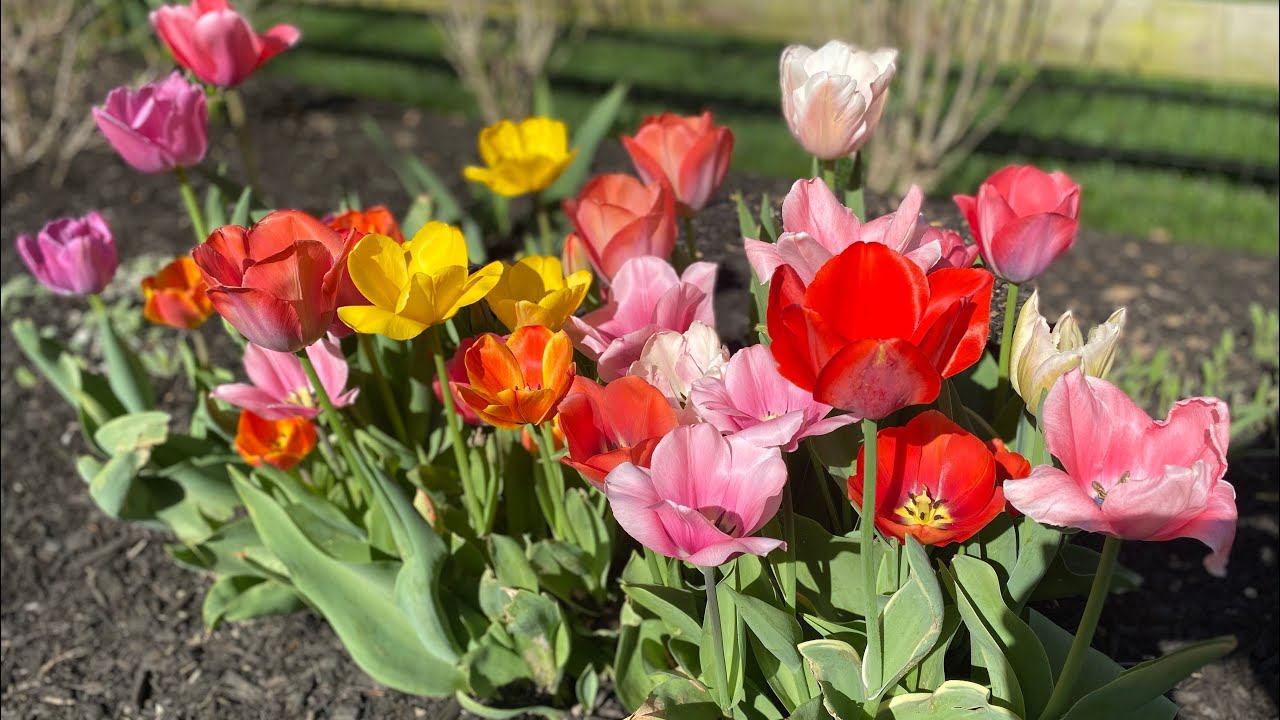 April Garden Tour Spring 2023 🌷 - YouTube