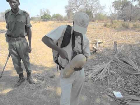 What's Inside a Sausage Fruit - YouTube