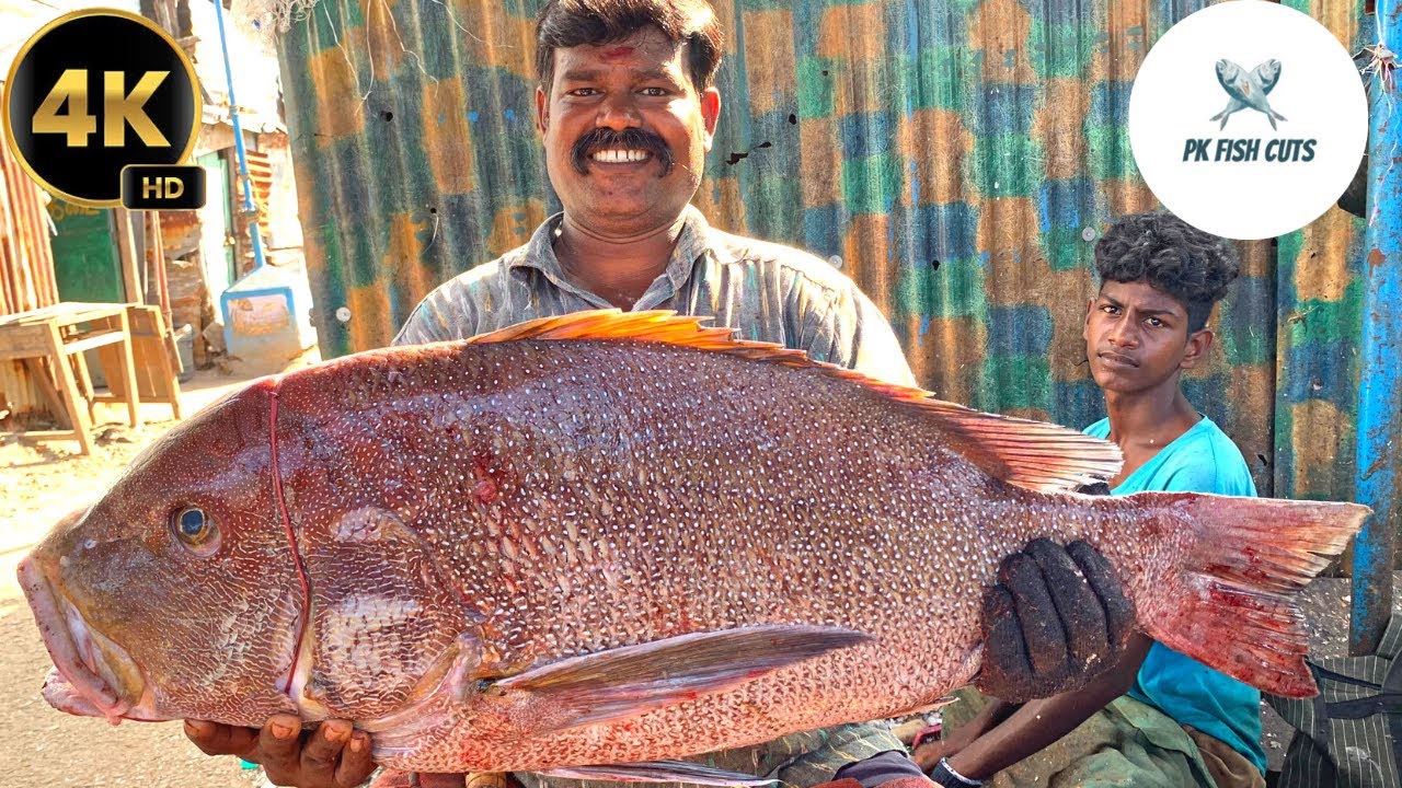 KASIMEDU SIRUTHAI DURAI🔥 /KORALI FISH CUTTING VIDEO🦈🔪 /FISH CUTTING ...