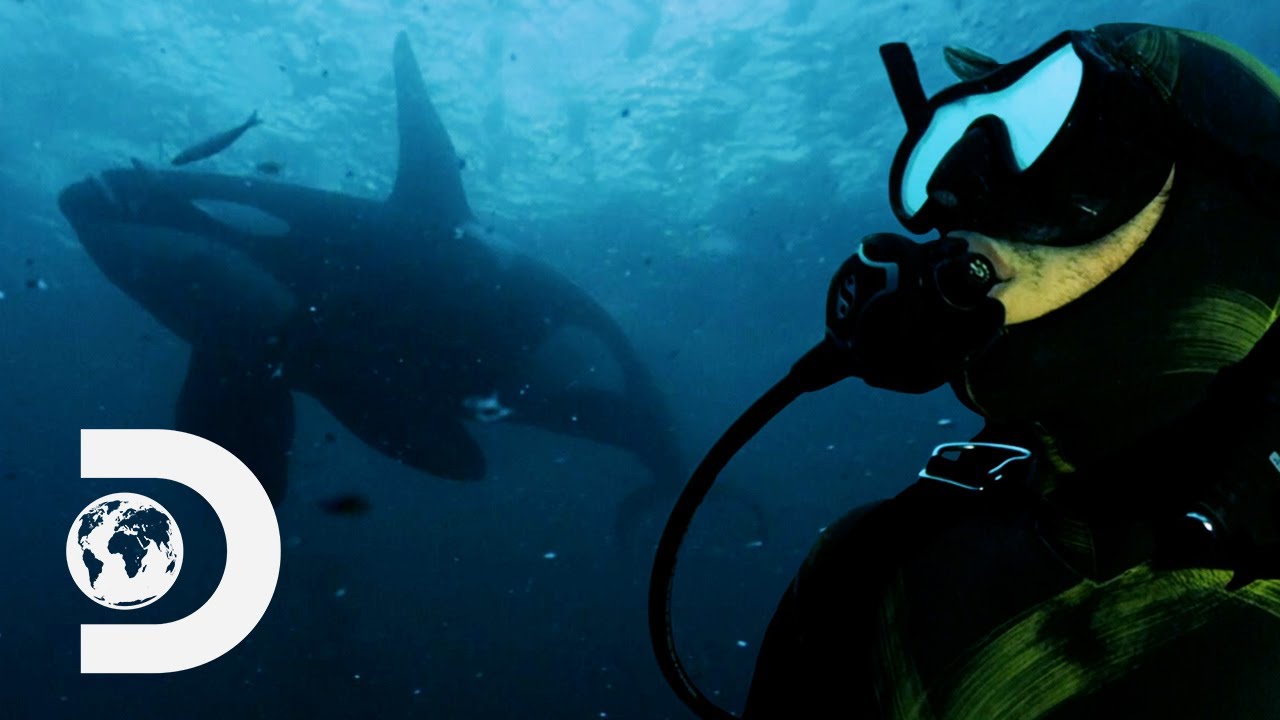 Surprising Hunting Tactic WHALES Learned By Observing HUMANS! | Chasing ...