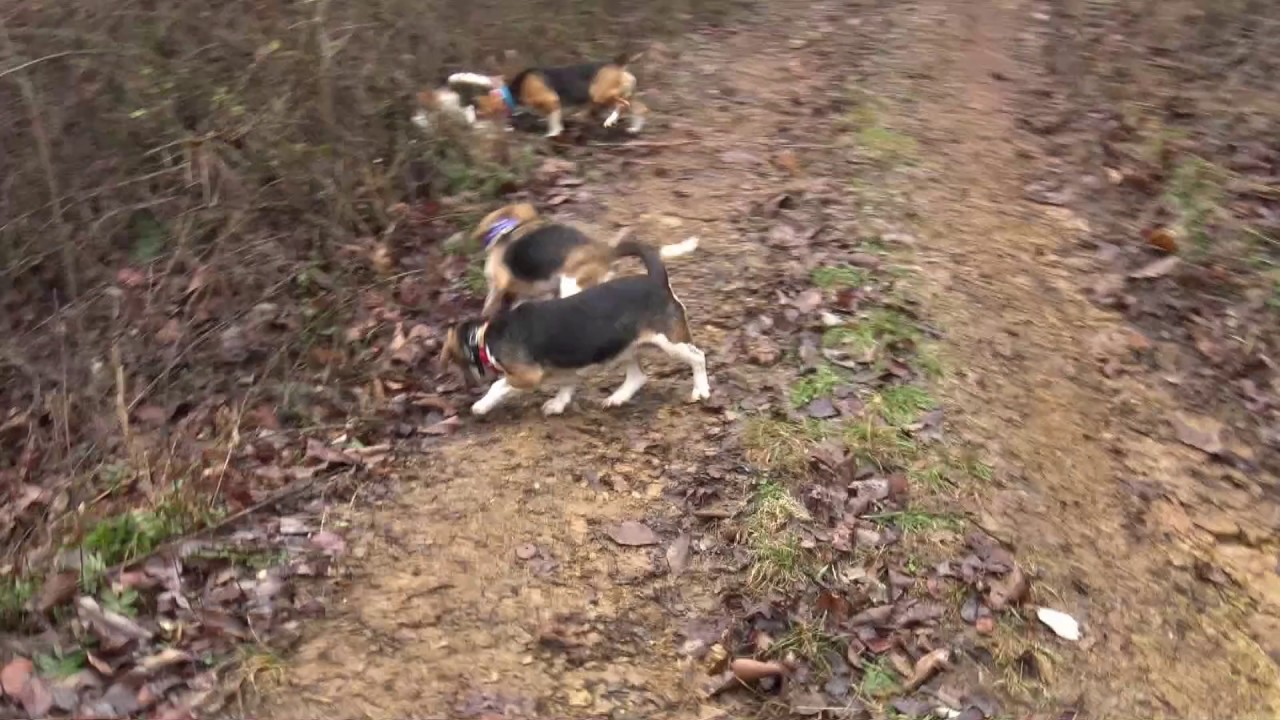 Skyview's Beagles Rabbit Hunting Ranger Showing The Way - YouTube