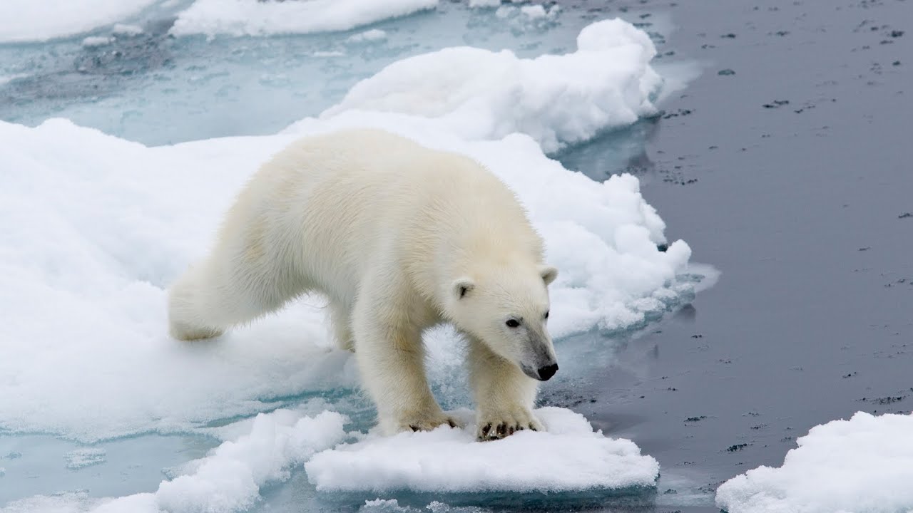 Naturalist Journeys' Polar Bear Zoom with John Carlson & Wes Larson ...