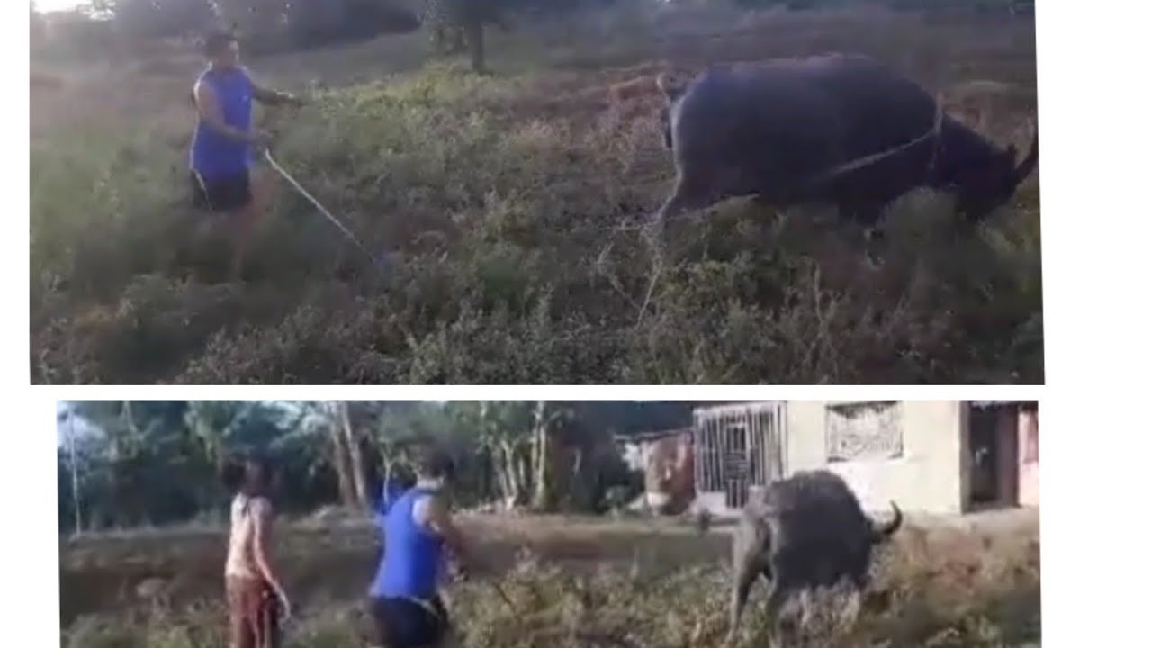 pag-aararo sa bukid challenge(Plowing the field) - YouTube