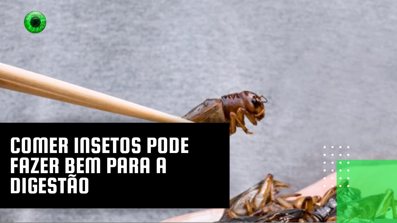 Comer insetos pode fazer bem para a digestão - YouTube