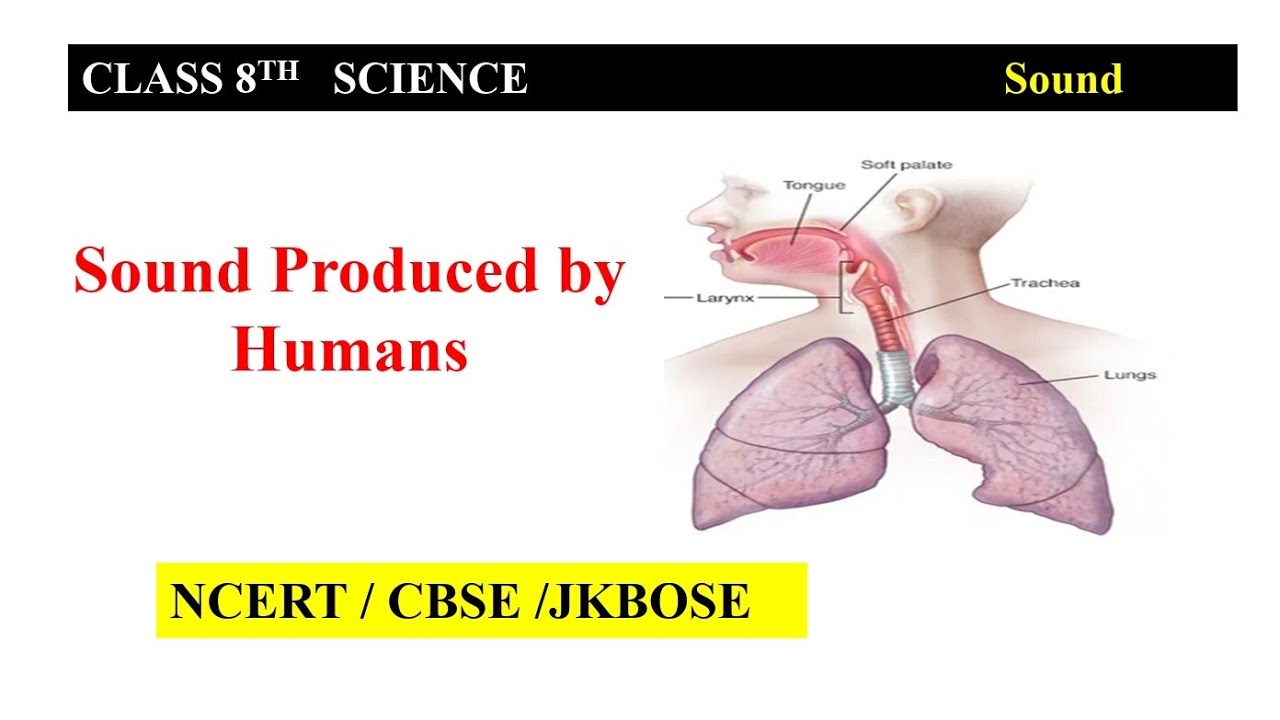 Sound produced by humans || Sound || Class 8th || Science - YouTube
