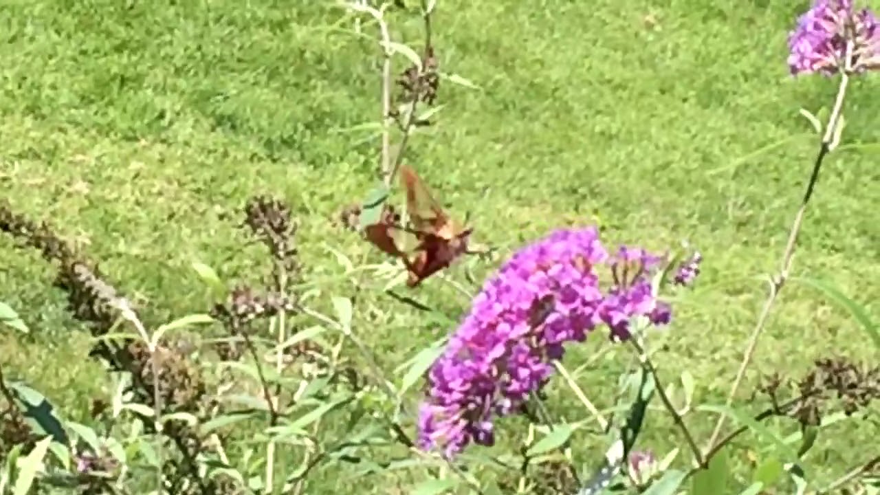 Hummingbird Moth Ohio - YouTube
