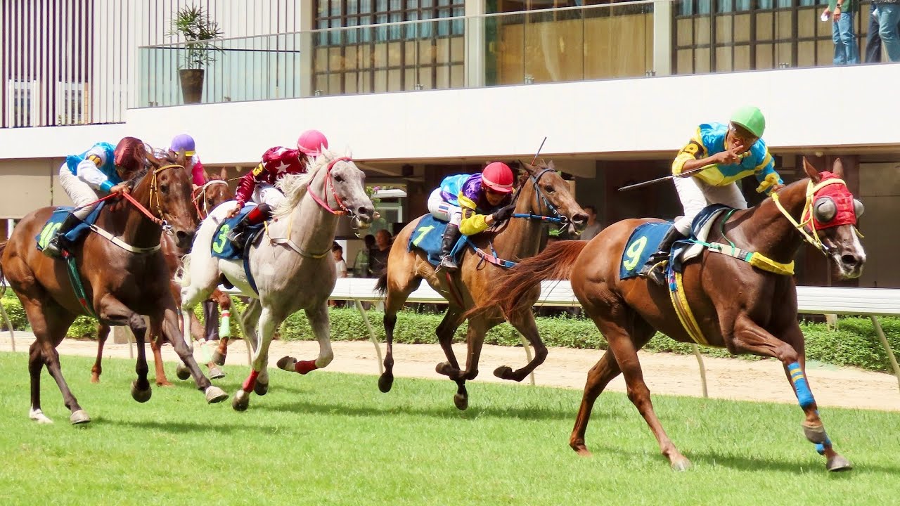 GOLDEN BUDDY wins! - 26/05/2024 - Race 4 - Division 4 - YouTube