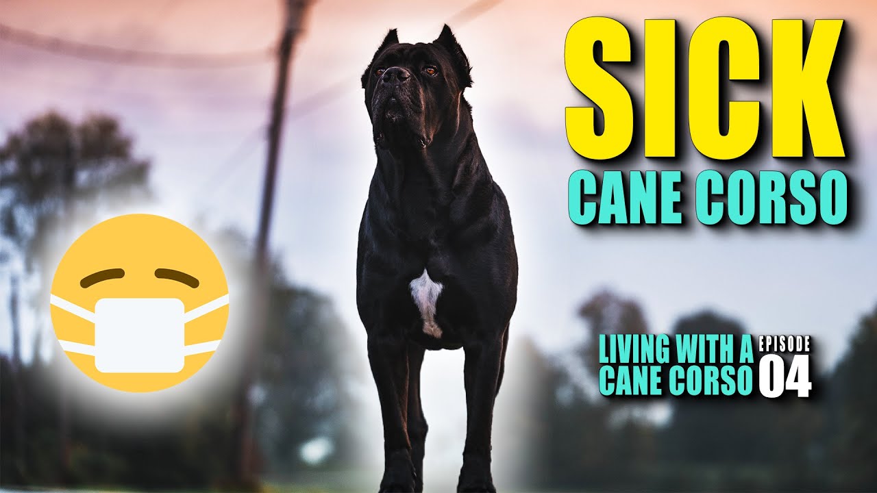 Sick Cane Corso - Living With a Cane Corso ep. 04 - YouTube