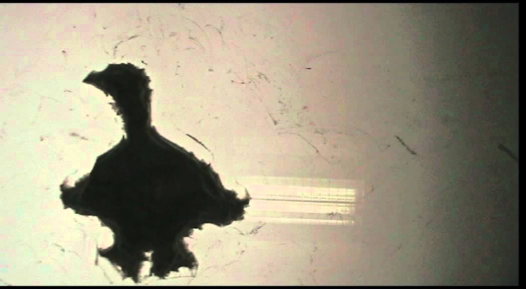 Caroline Leaf animation style - YouTube