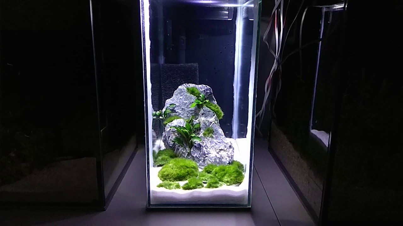 132. Nano akwarium 11 litrów - YouTube