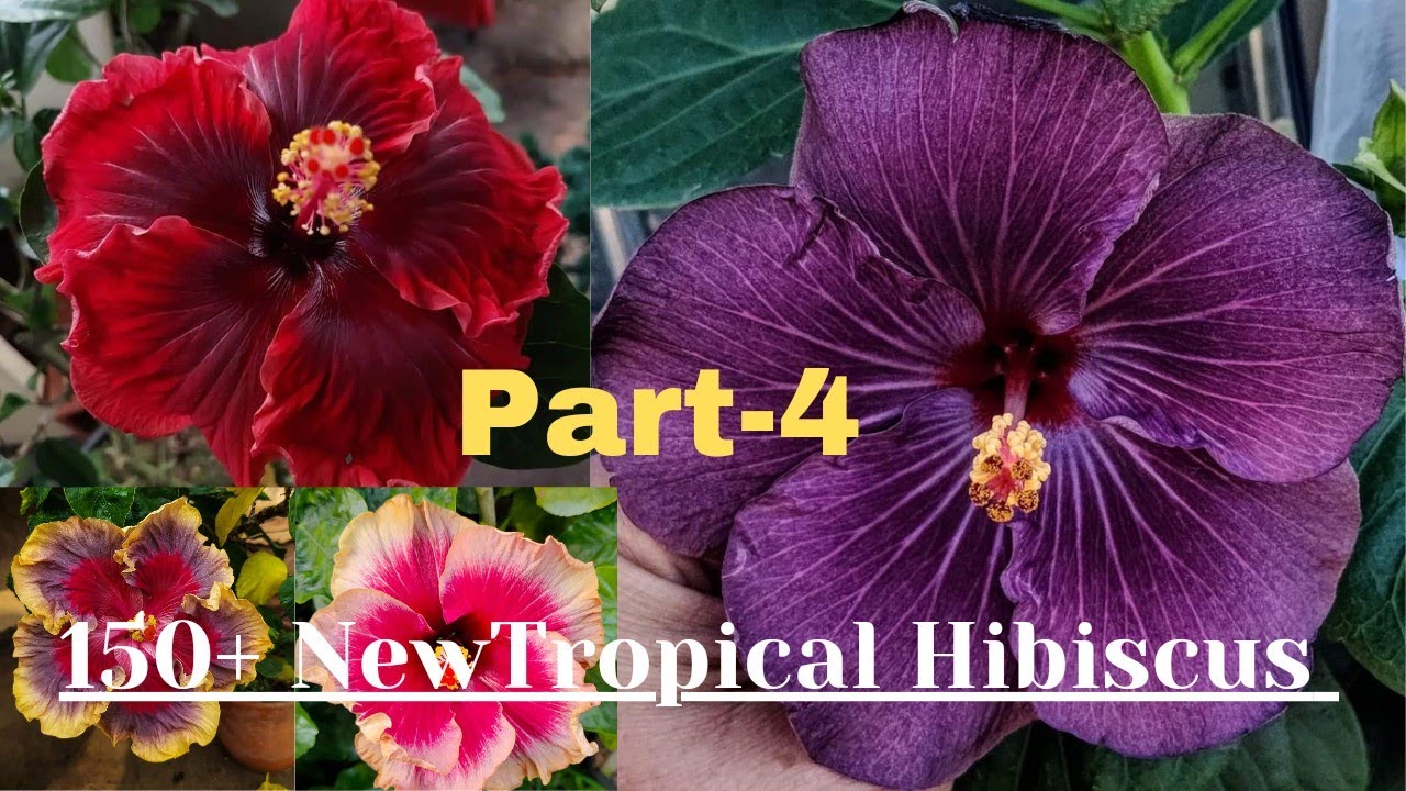 Tropical Hibiscus Plants Would Class Colour Collection 🤩 Part -4 ...