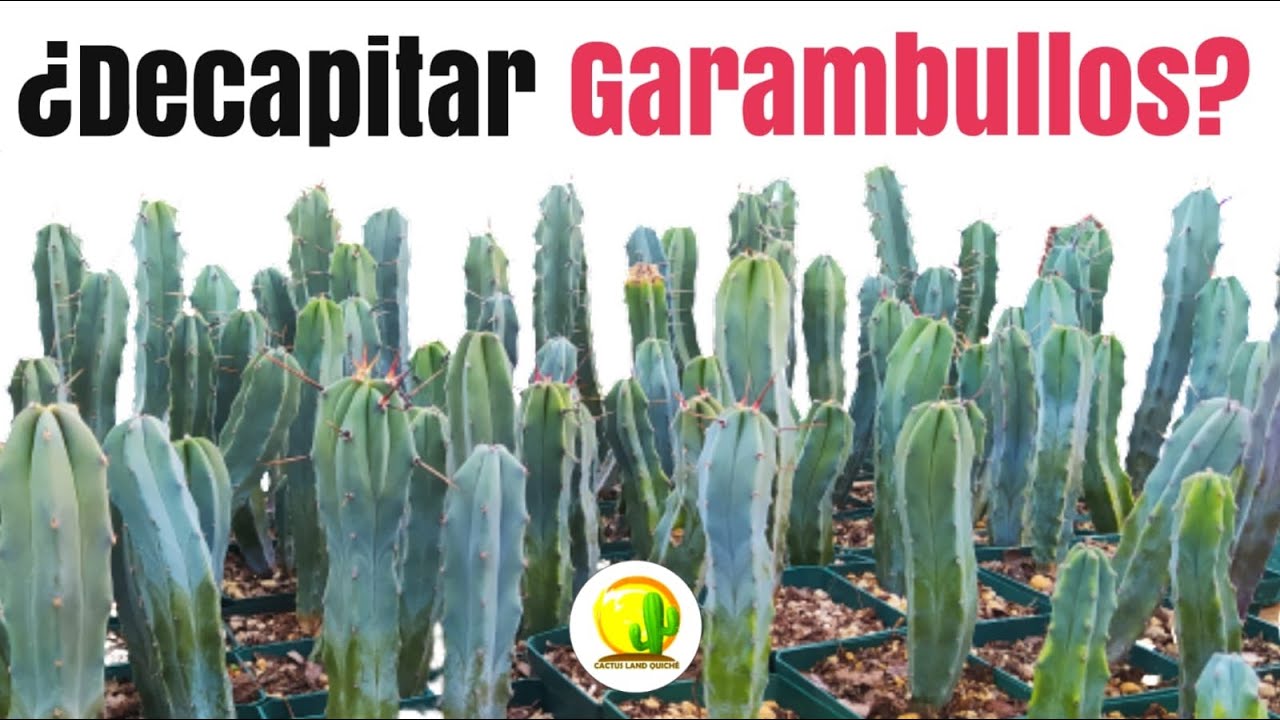 Propagación de GARAMBULLOS, (pie de injerto) // CACTUS LAND QUICHÉ # ...