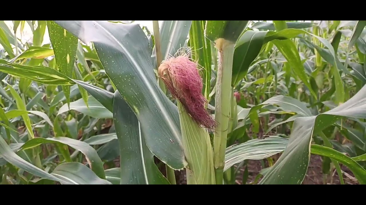 MEDICINAL BENEFIT OF MAIZE - YouTube