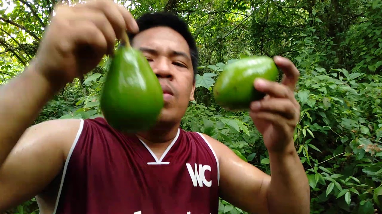 Harvesting of Abocado fruits - YouTube