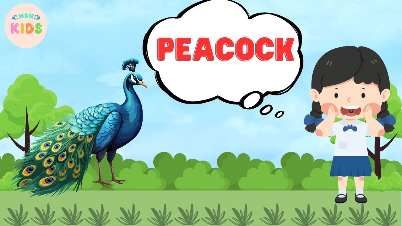 Peacock Facts For Kids 😎 Learn All About Peacocks | MON Kids - YouTube