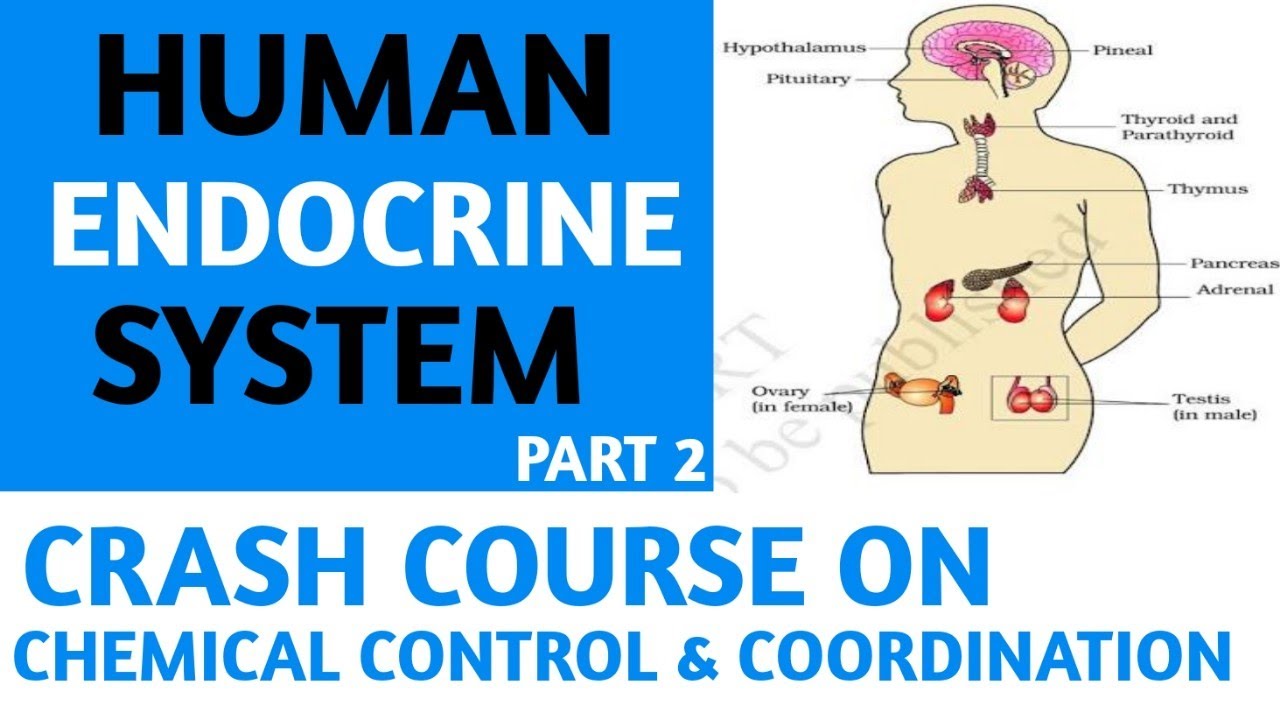 Chemical Control And Coordination/Human Endocrine System/Part 2/Class ...