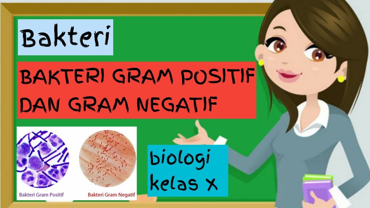 Bakteri Gram Positif Dan Bakteri Gram Negatif | Biologi Kelas 10 - YouTube