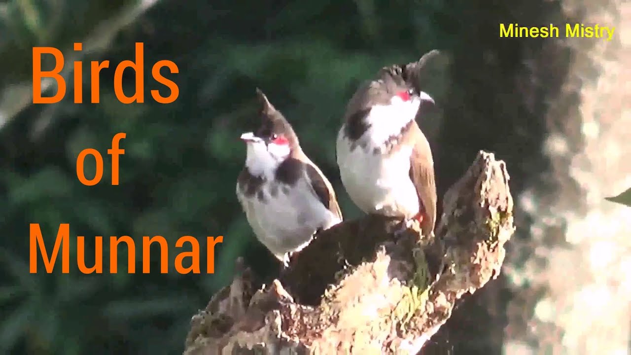Birds of Munnar - YouTube