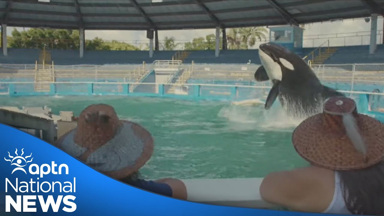 Orca put in captivity and the fight to free her featured in new documentary | APTN News - YouTube