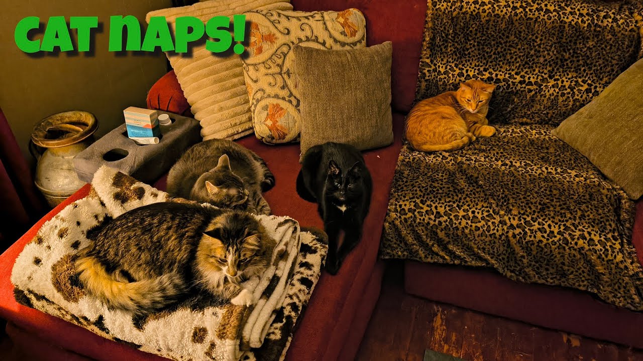 Cat Nap! A Live Look Into The Exciting World Of Cats napping! - YouTube