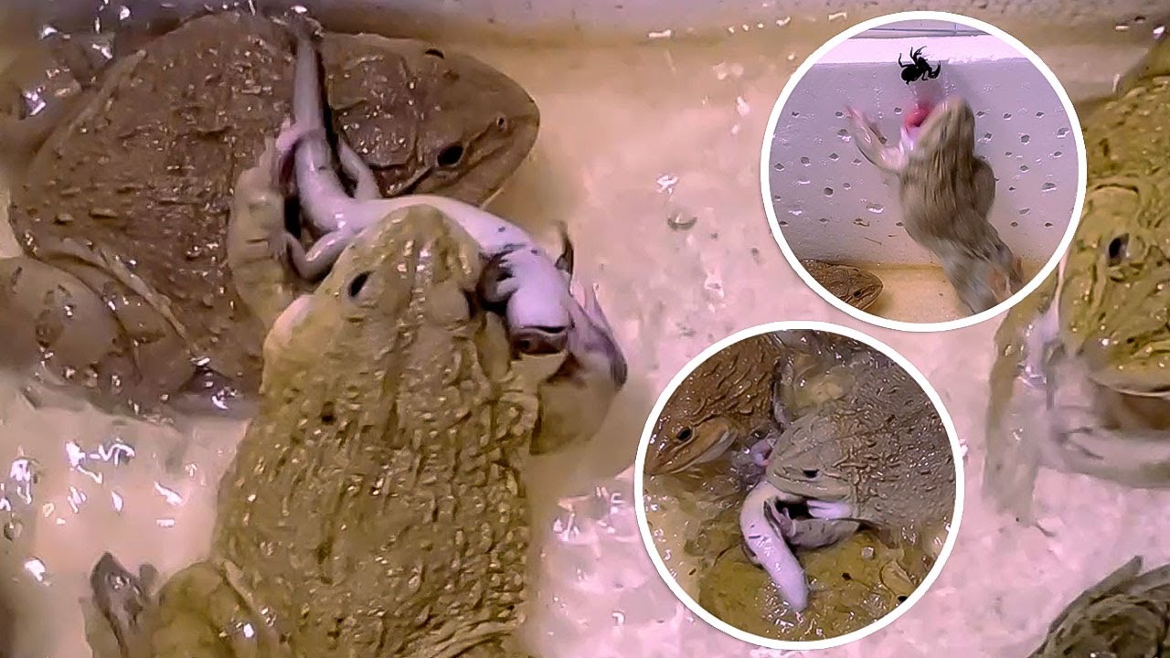 Amazing!! Asian Bullfrog Eats Big Lizard And Scorpion! Asian Bullfrog ...