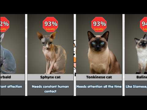Cats That Would Wait for You Forever 🐱 (Loyalty Ranked)