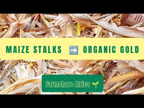 How to Make Compost from Maize Stalks | Step-by-Step Organic Fertilizer ...