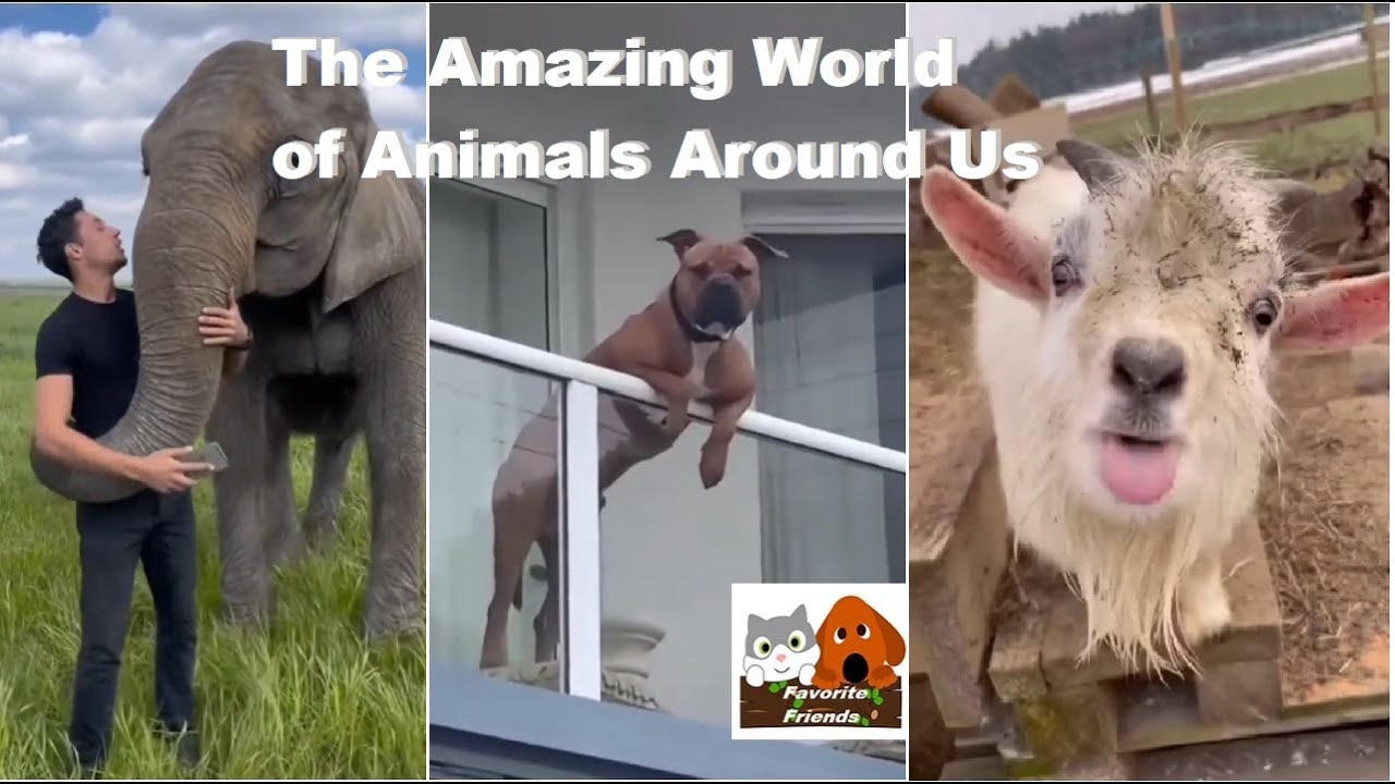 Take a Closer Look: The Amazing World of Animals Around Us - YouTube