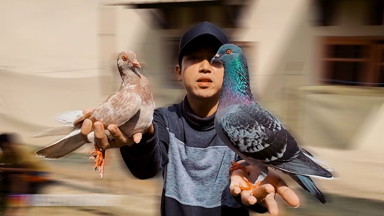 BAGUS - BAGUS BANGET !! KOLEKSI BURUNG MERPATI MAS SOFA - YouTube