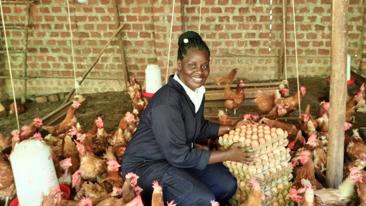 Secrets of making your chicken lay BIG monster eggs in your poultry ...