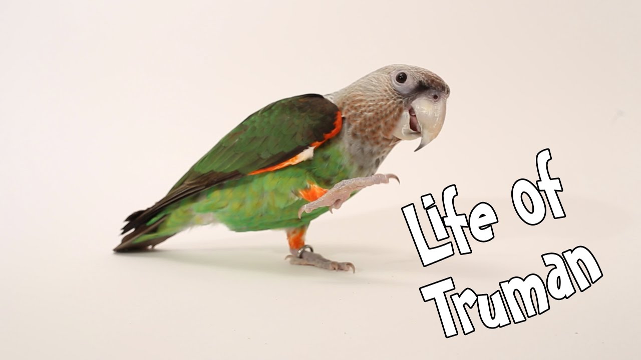 Life of Truman the Cape Parrot - YouTube