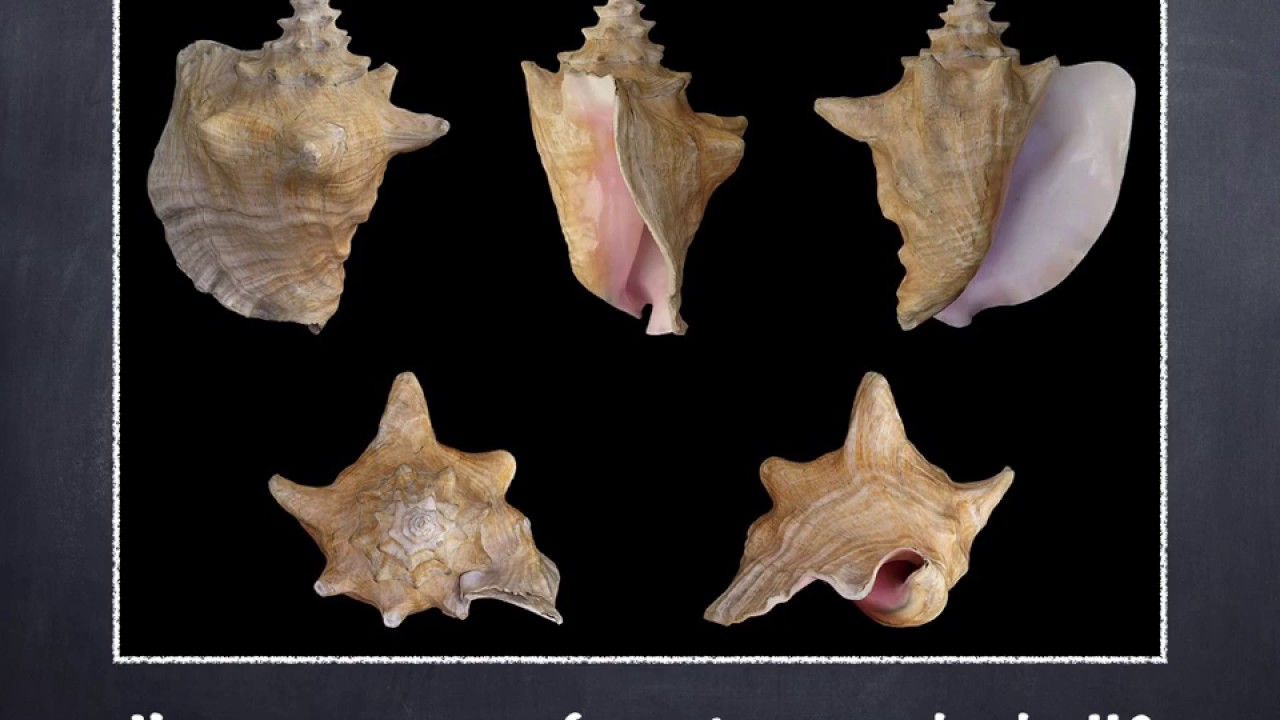 Let’s Find Out About Shells - YouTube