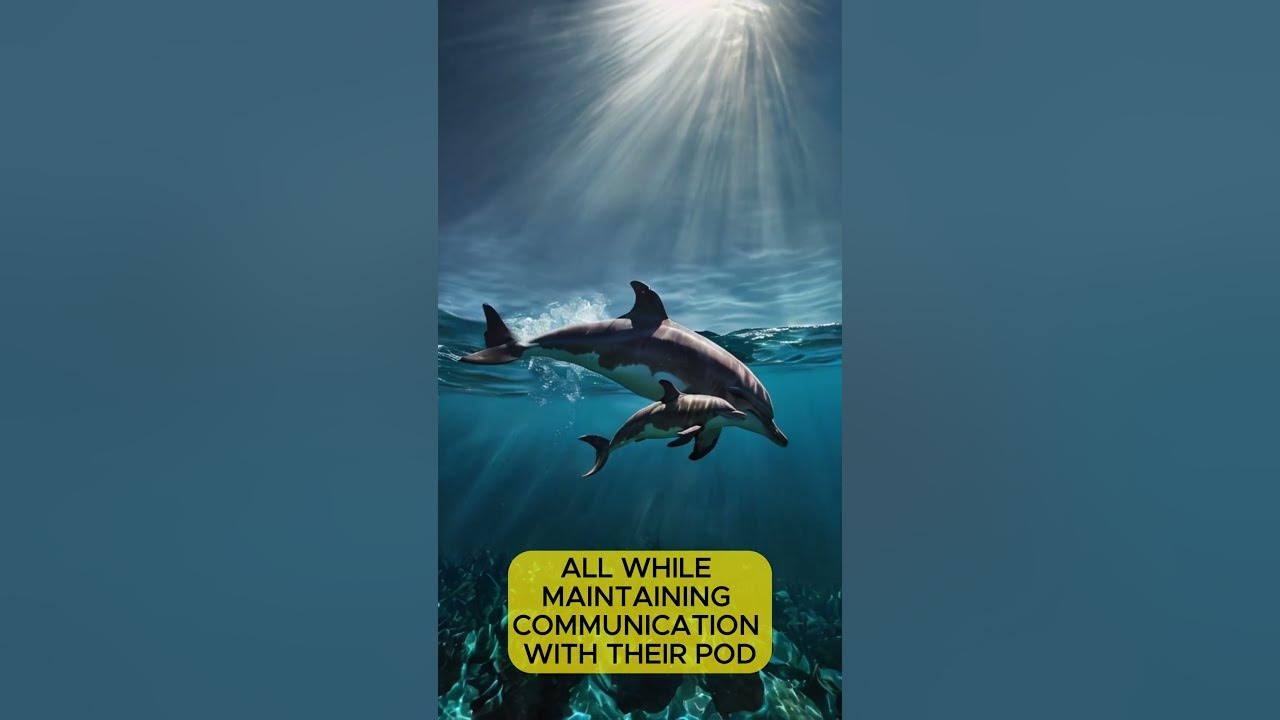 🐬 The Secret Language of Dolphins: How They Talk Underwater! 🌊 # ...