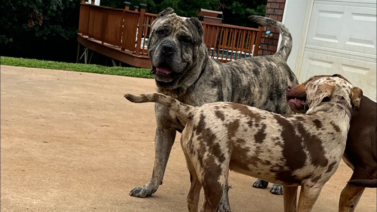 MERLE MASTIFF X BULLIES - YouTube