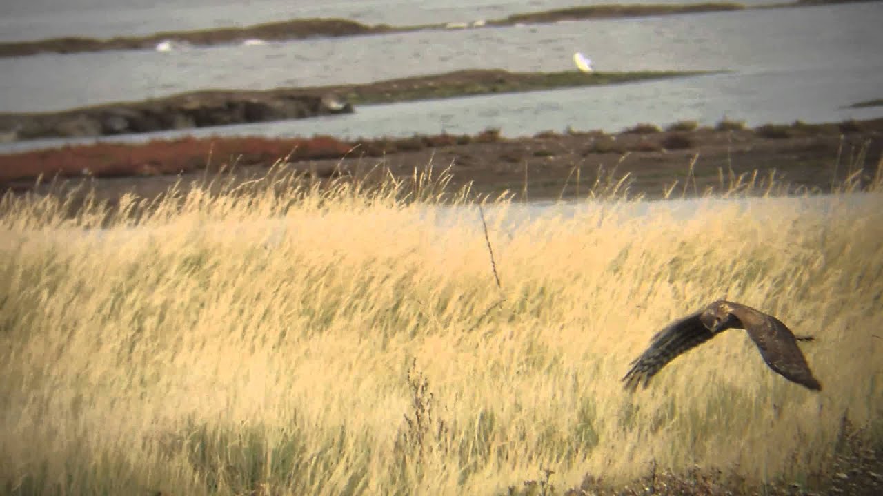 Female hen harrier (ring tail) - RSPB Havergate Island - YouTube