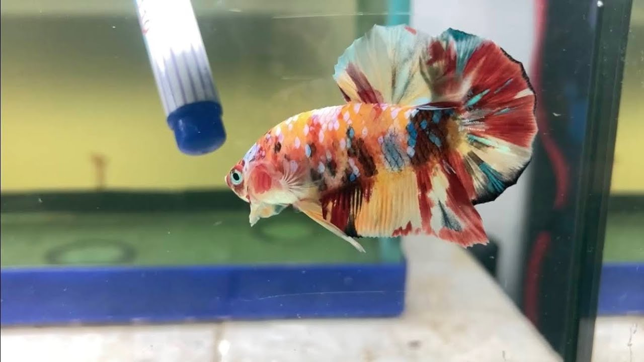 เต้ Betta Hub talk ep44 การทำปลาแบบสำเร็จรูป ต้องเลือกแบบไหนดี - YouTube