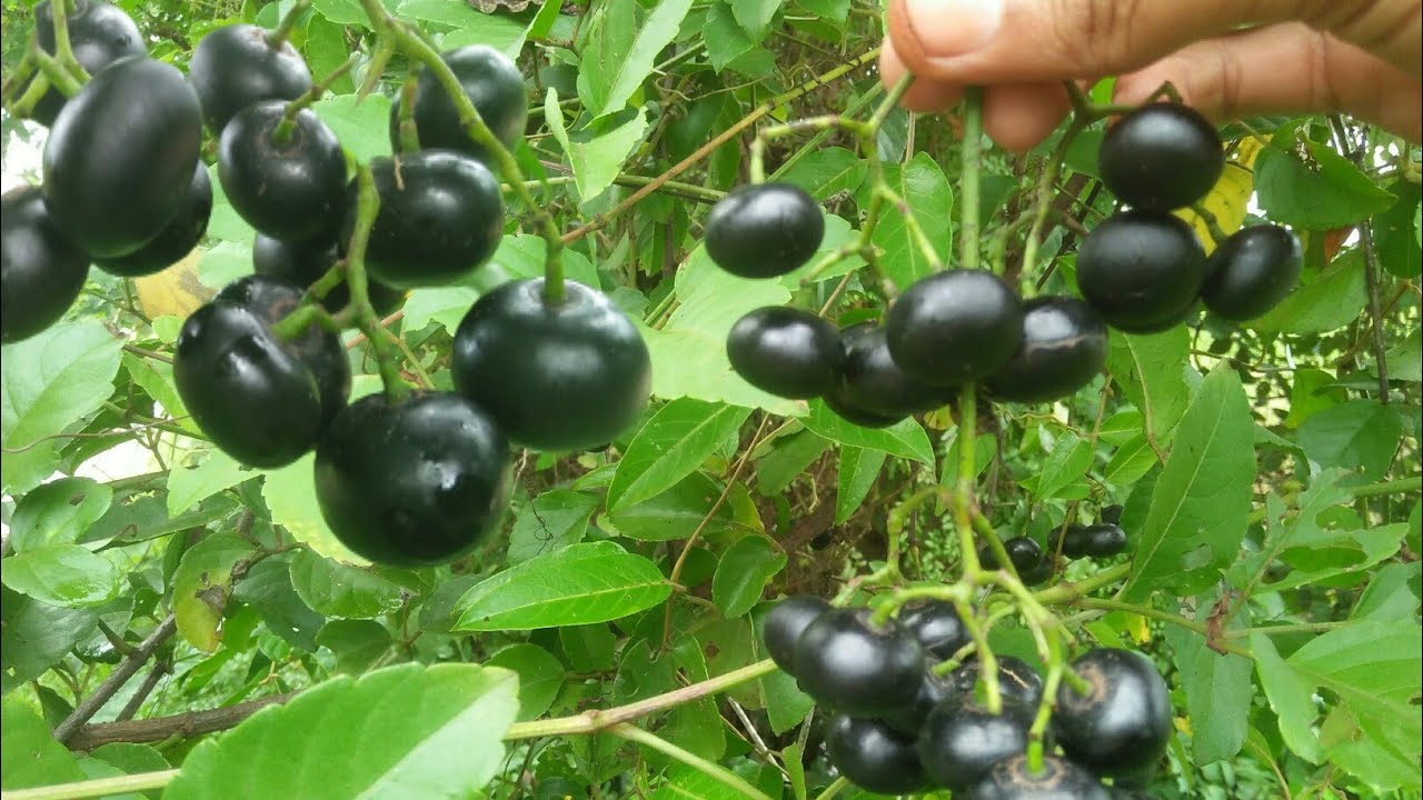 Petualangan Mencari Buah Buahan | Anggur Hutan - YouTube