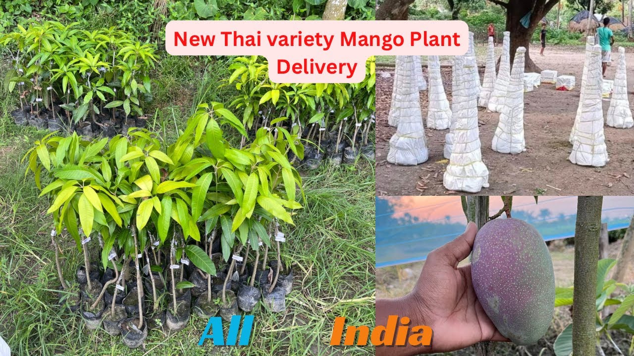 Thailand variety Mango Plant delivery all over India . by train 🚂 ...