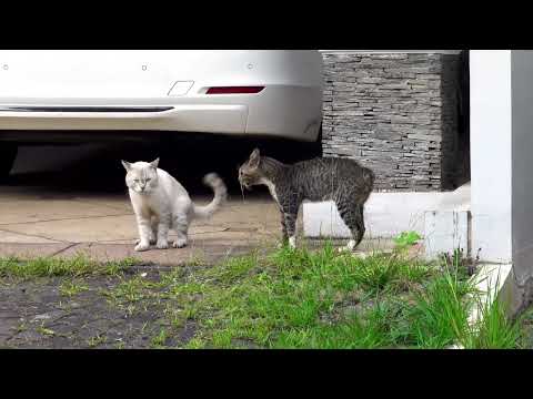 Konuşan Kediler Videosu (Bel Altı Karı Koca Sohbeti)